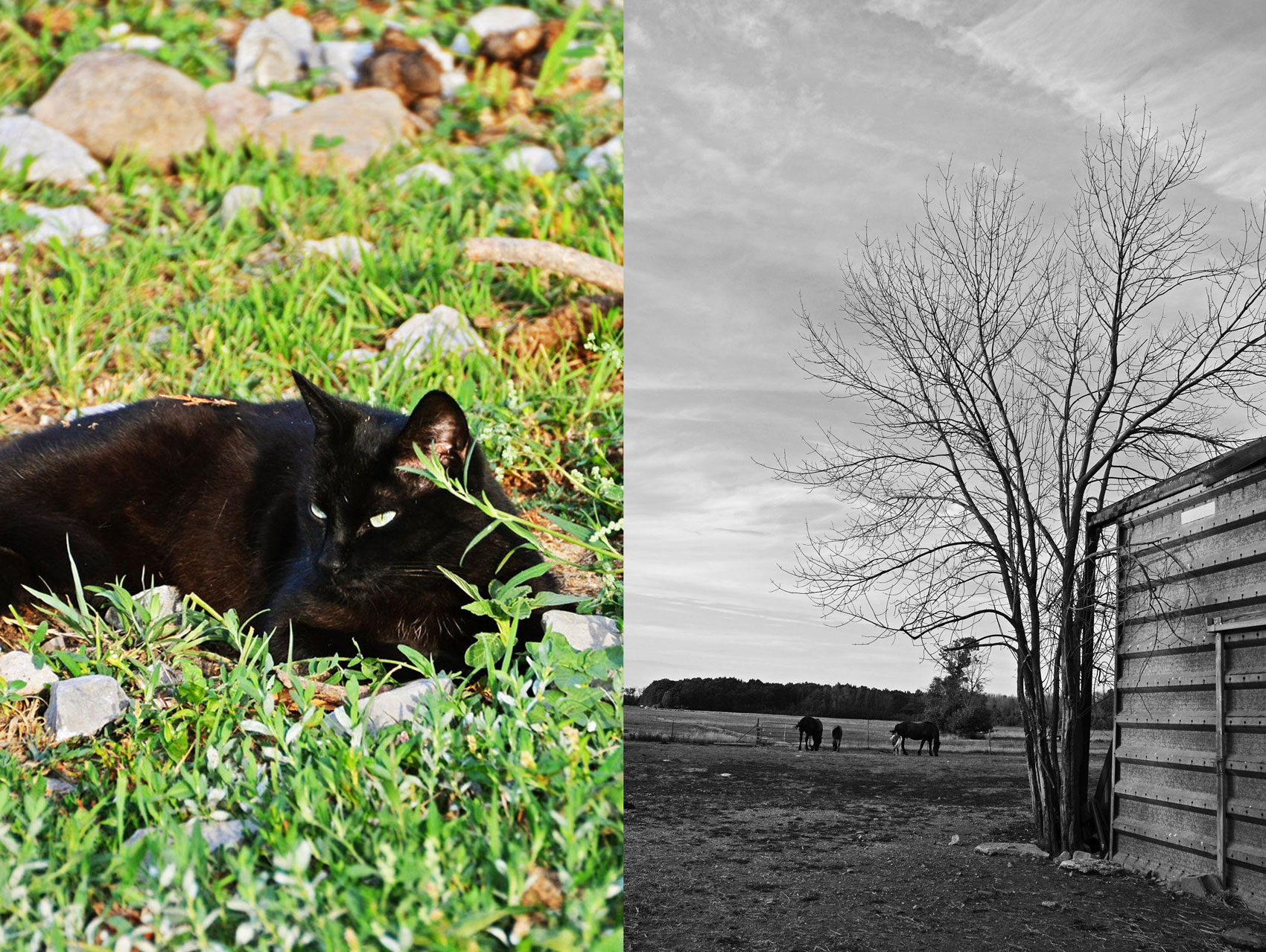Free-range Love at Linc Farm - Pardon Your French