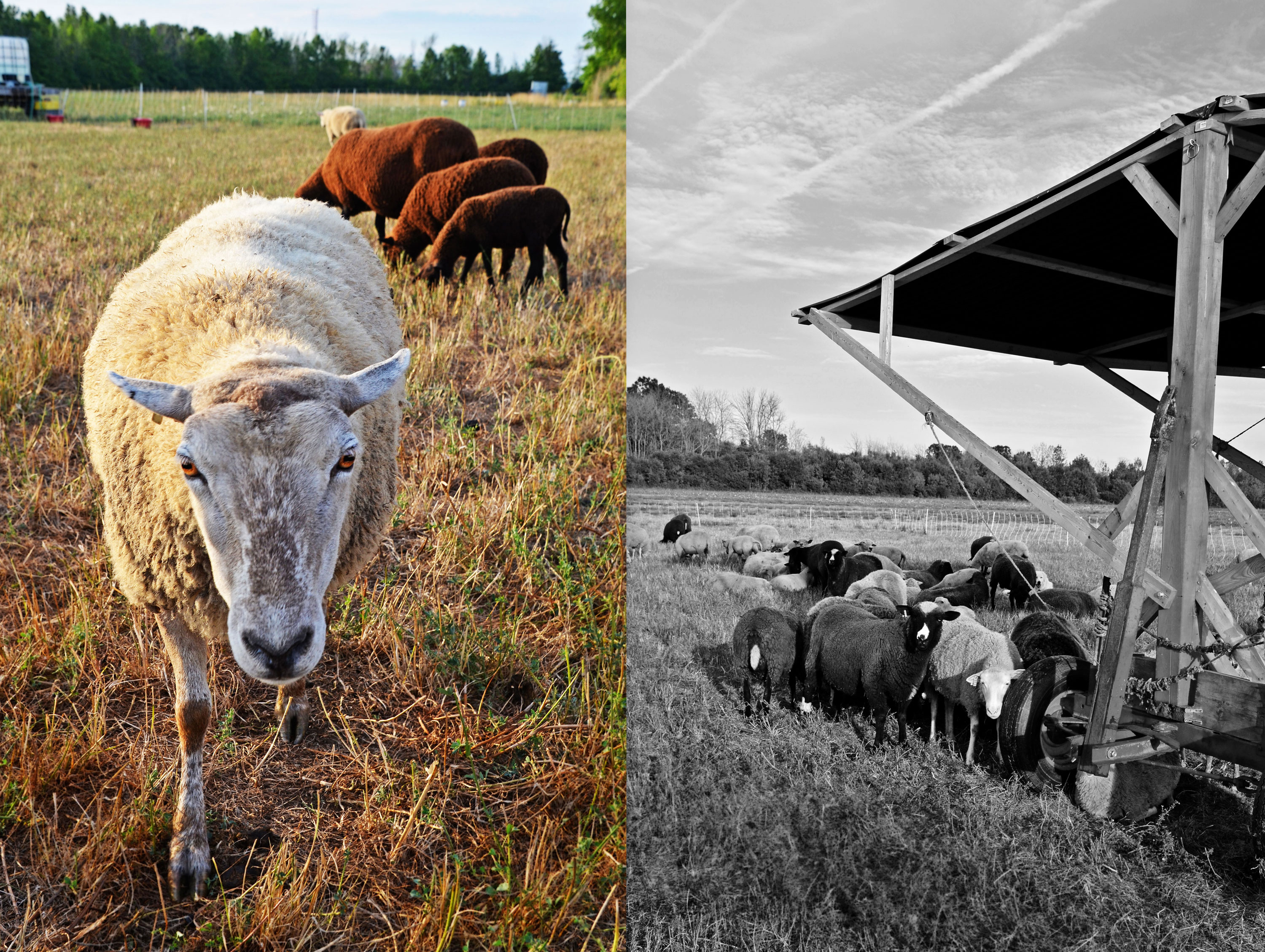 Free-range Love at Linc Farm - Pardon Your French